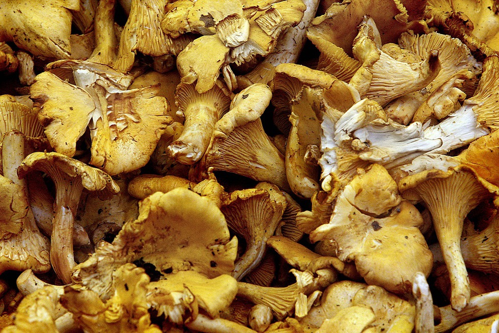 Setas | Cultura | EL PAÍS