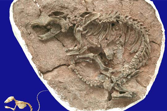 fósil de Repenomamus giganticus | Sociedad | EL PAÍS